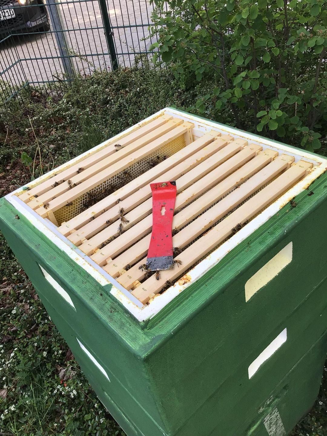 Was Kostet Ein Bienenstock